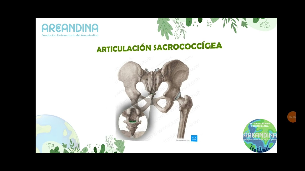 ARTICULACIÓNES DEL CÍNGULO PELVICO - YouTube