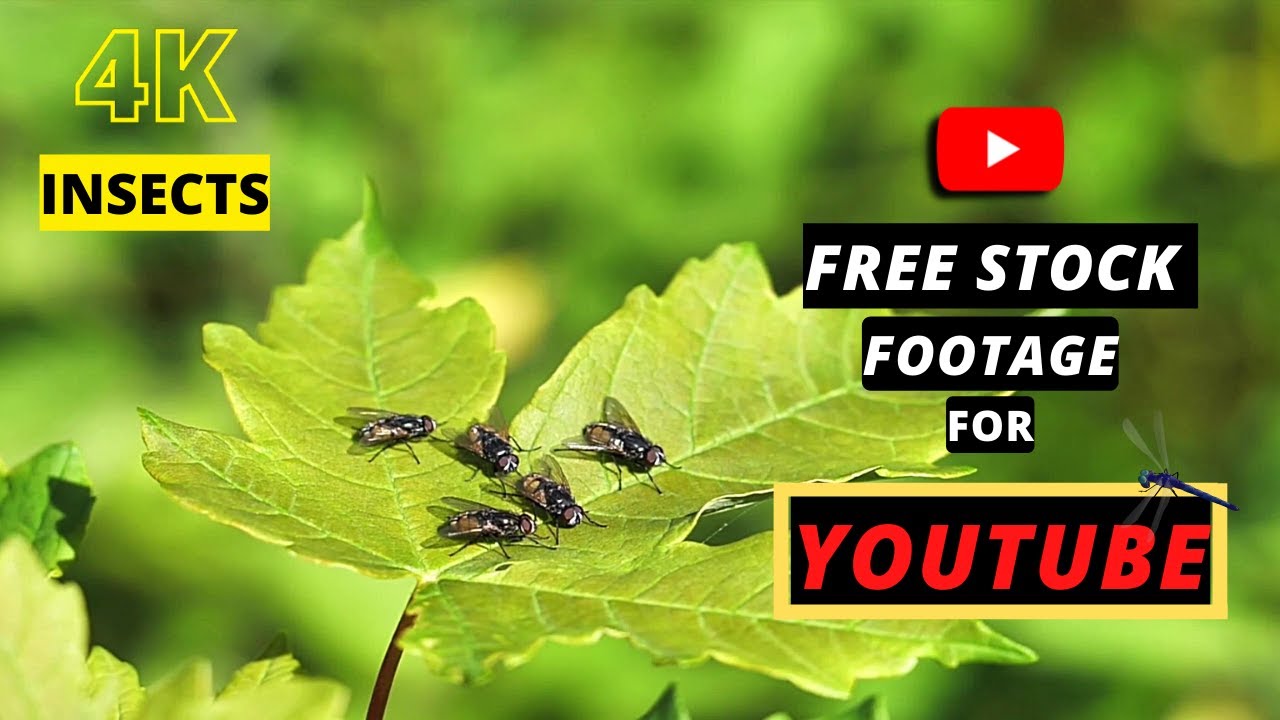 Insects | Free Stock Footage for YouTube | Stock video | No-copyright ...