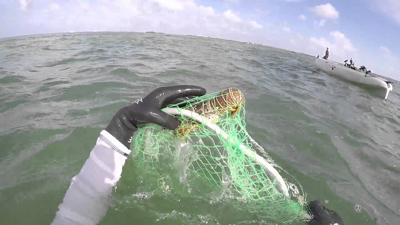 Key West, FL Lobstering DEC 2015 - YouTube