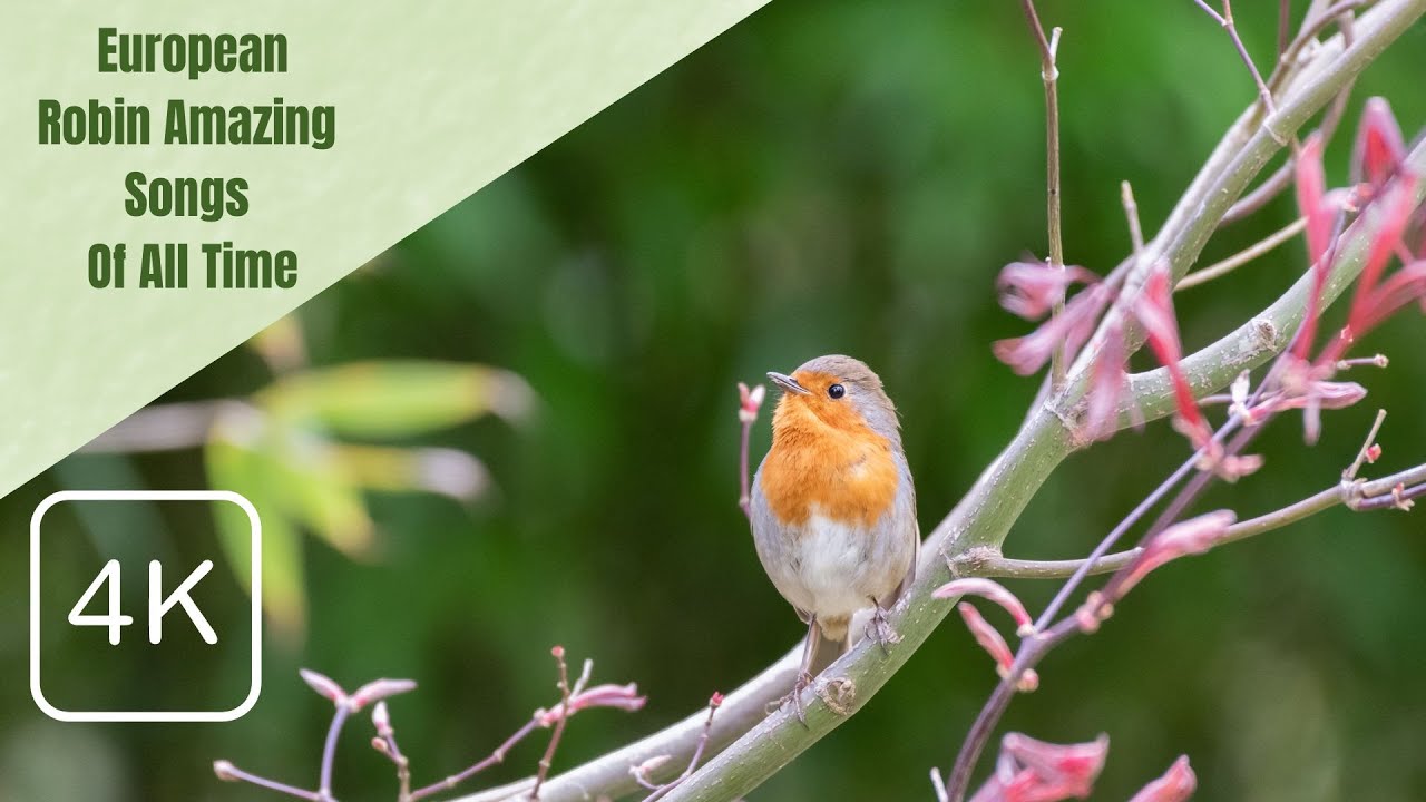 The European robin songs - The best of all time. - YouTube
