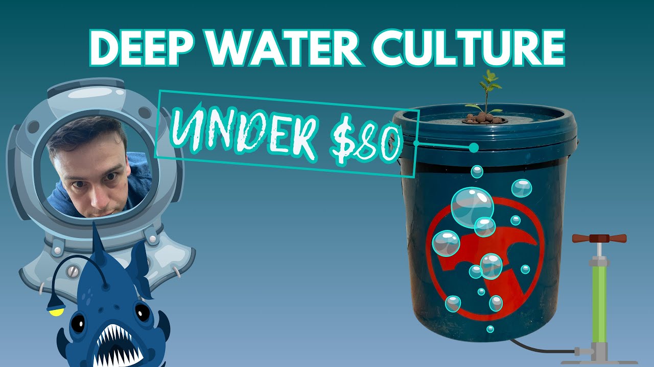DIY Deep Water Culture (DWC) Hydroponic System for Tomatoes, Capsicums ...
