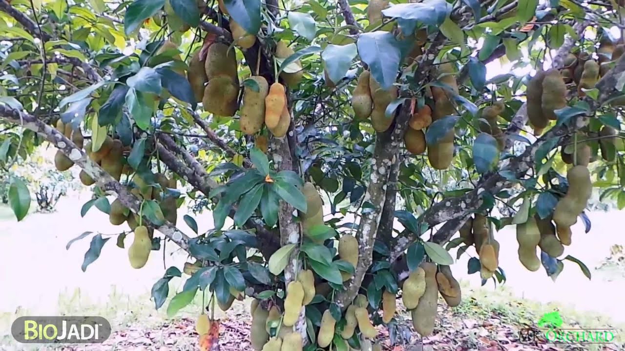Cempedak - Organically Grown @ MK Orchard: 2 - YouTube