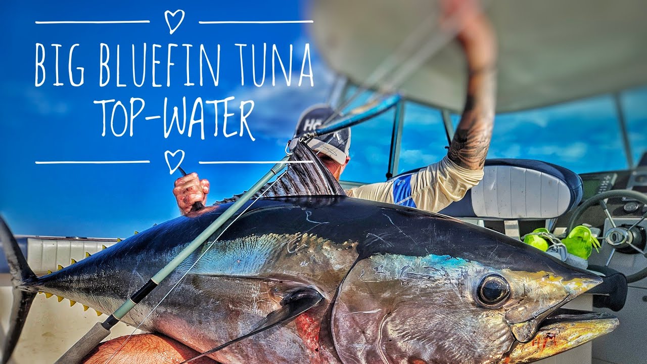 BIG Bluefin Tuna Top-Water, Gibraltar. #TunaParadise Popping. RAW ...