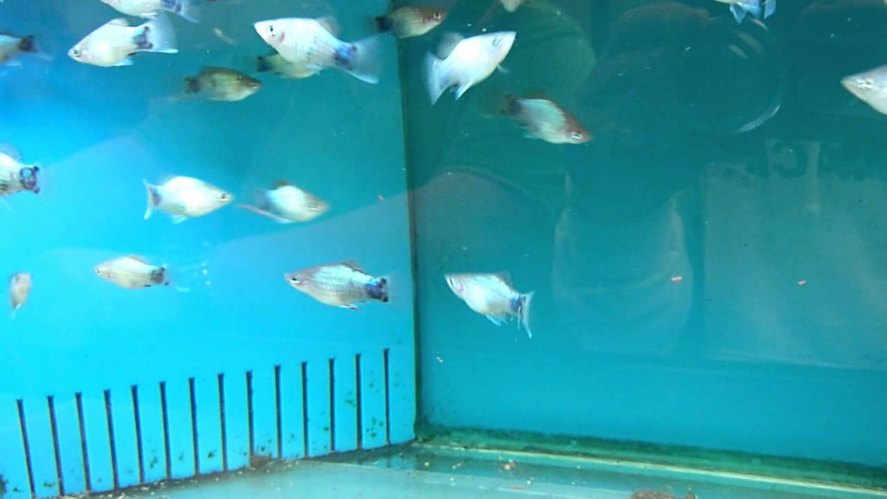 Xiphophorus Maculatus (Blue Mickey Mouse Platy) - YouTube