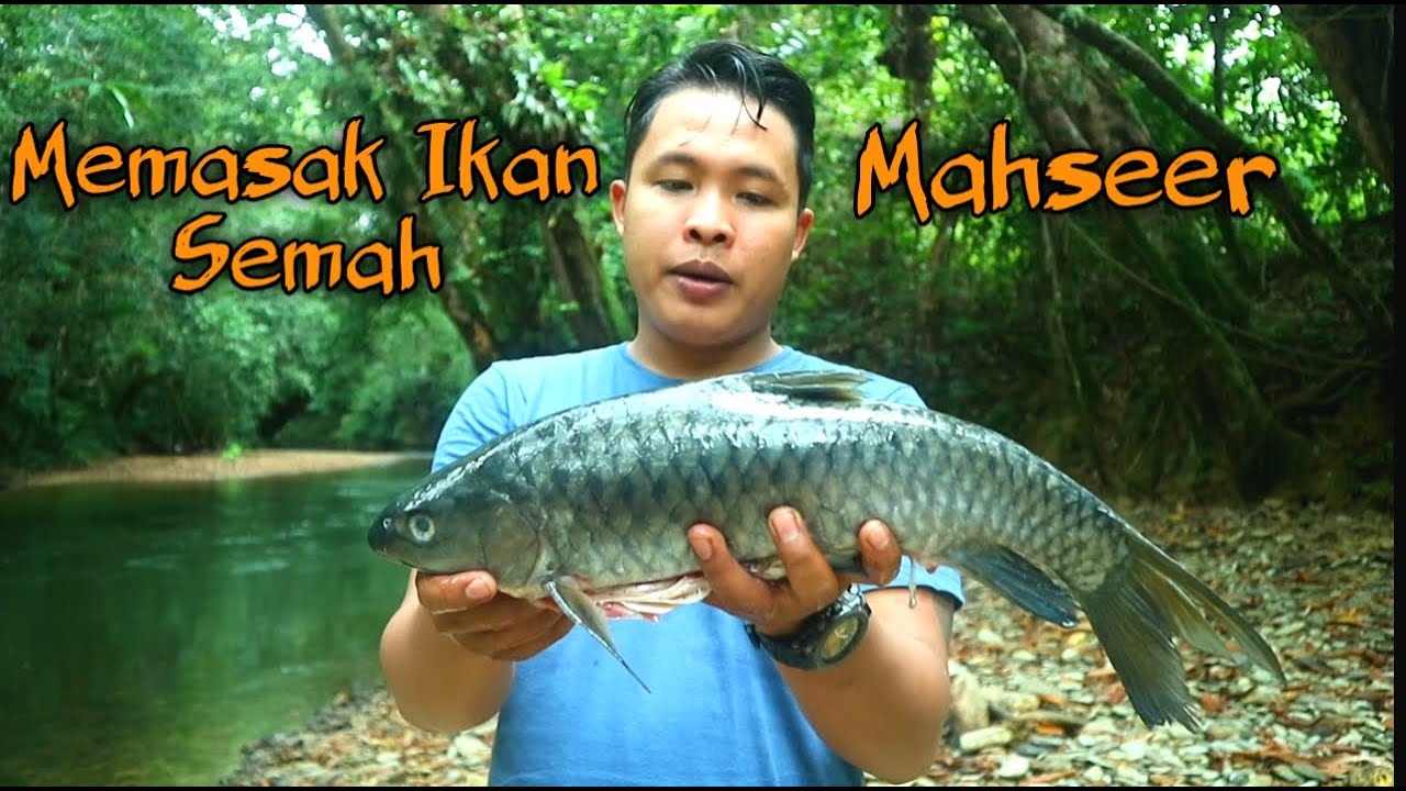 Memasak Di Hutan - Masak Dan Makan Ikan Semah Atau Mahseer - Cook and ...