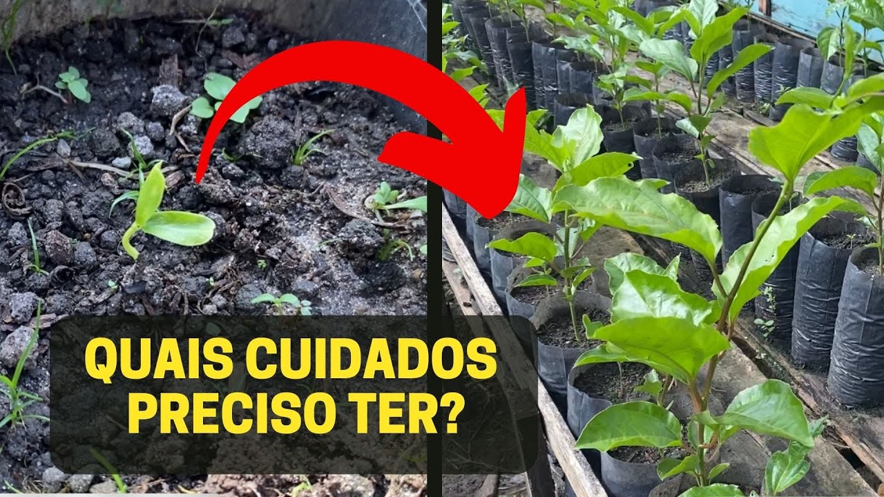 MUDAS DE MARACUJÁ DA EMBRAPA - BRS GIGANTE AMARELO (GAF1) - YouTube