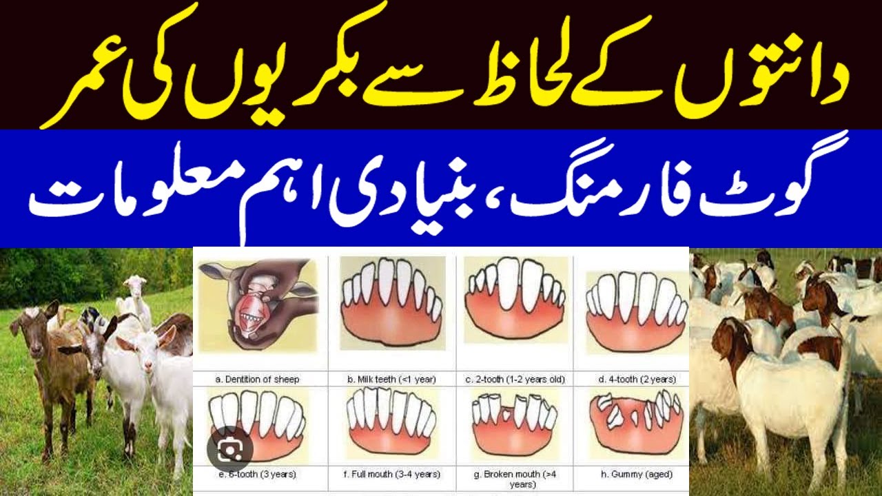 Check the age of the Goat by Teeth | Determining the Age of Goats ...