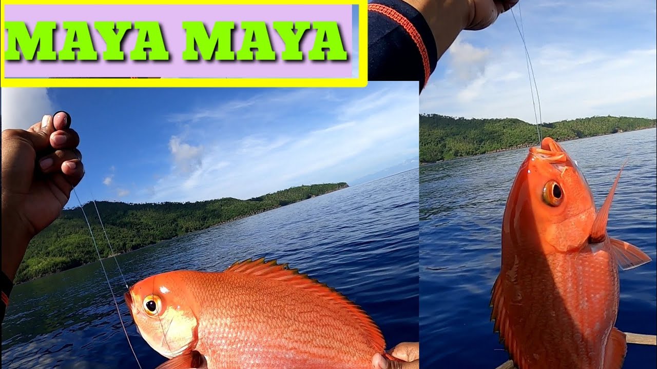 Fishing Rod Rig Maya at Cecil Messer blog