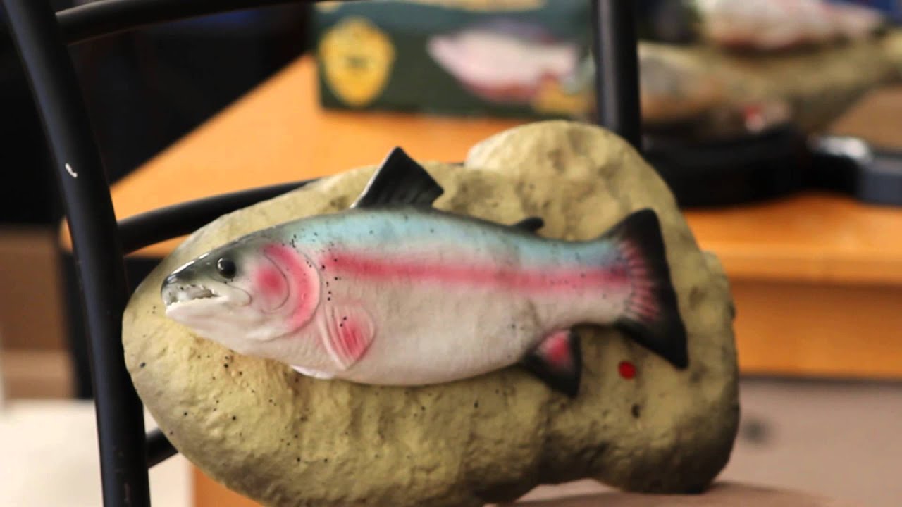 Travis the NEW singing trout - YouTube
