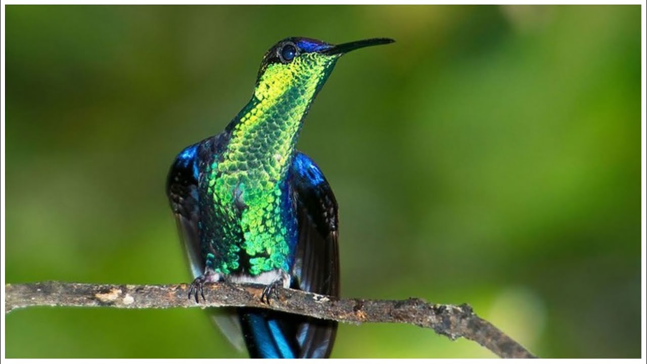 Los Colibríes (Trochilidae) - Aves Polinizadoras - YouTube