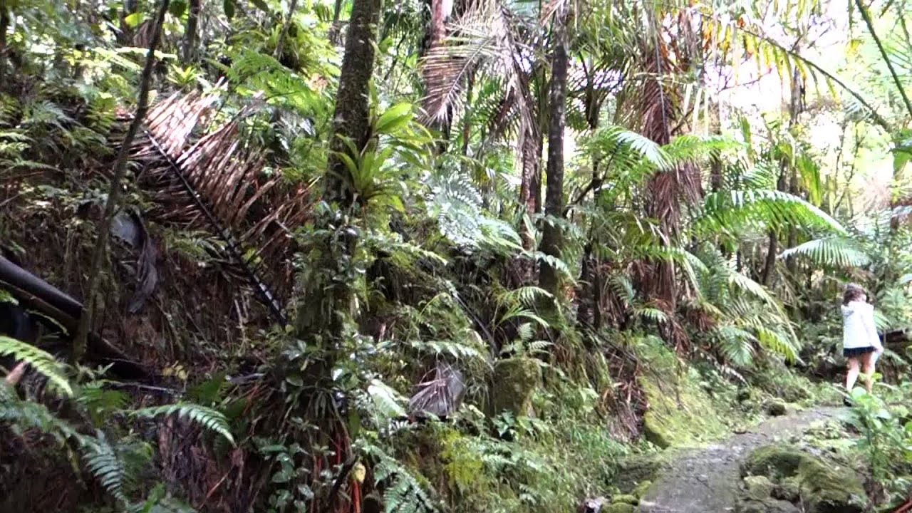 Hike up El Yunque Peak trail in El Yunque National Forest - YouTube