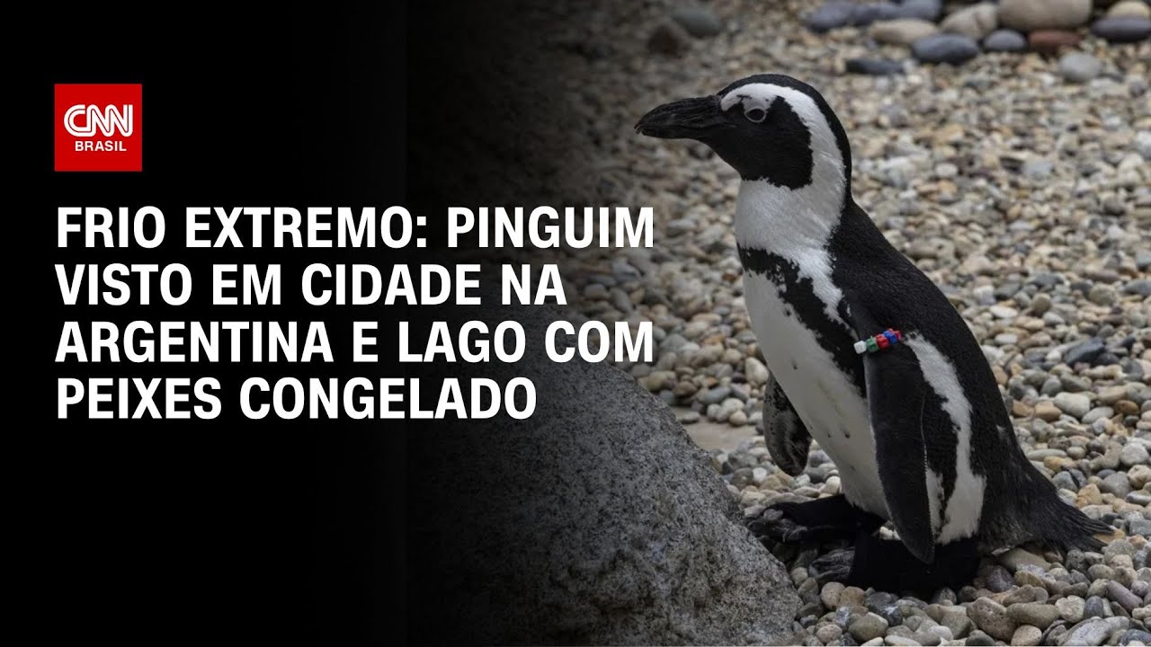 Frio extremo: Pinguim visto em cidade na Argentina e lago com peixes ...