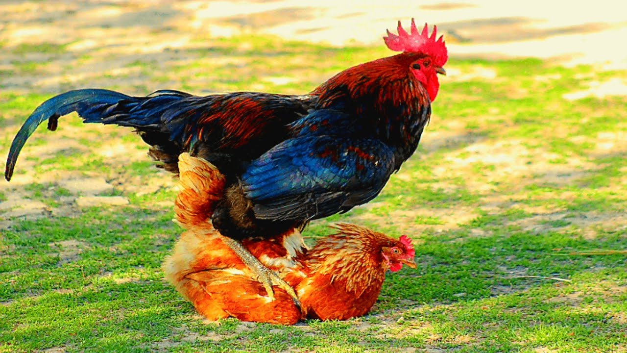 Rooster and Hen Mating 🐓 || Hen Mating - YouTube