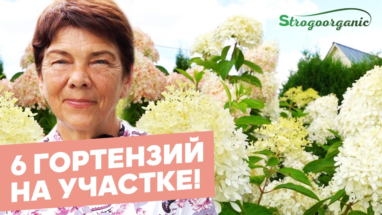 Такие гортензии захочет каждый садовод / Ученицы Strogoorganic - YouTube