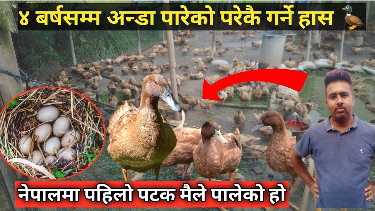 ४ वर्षसम्म अण्डा पारेको परेकै गर्ने हास 📞9849034676 - Duck farming ...