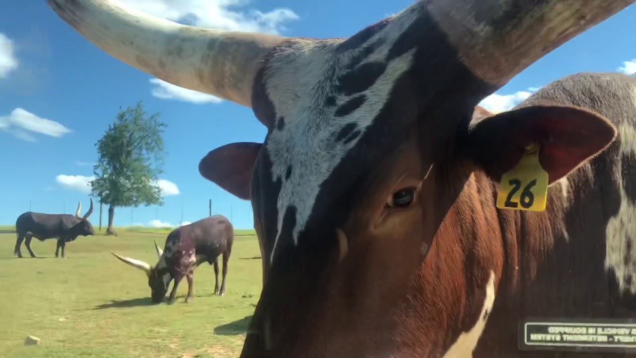 Road Trip To The Zoo| Lazy 5 Ranch| Vlog #3 - YouTube