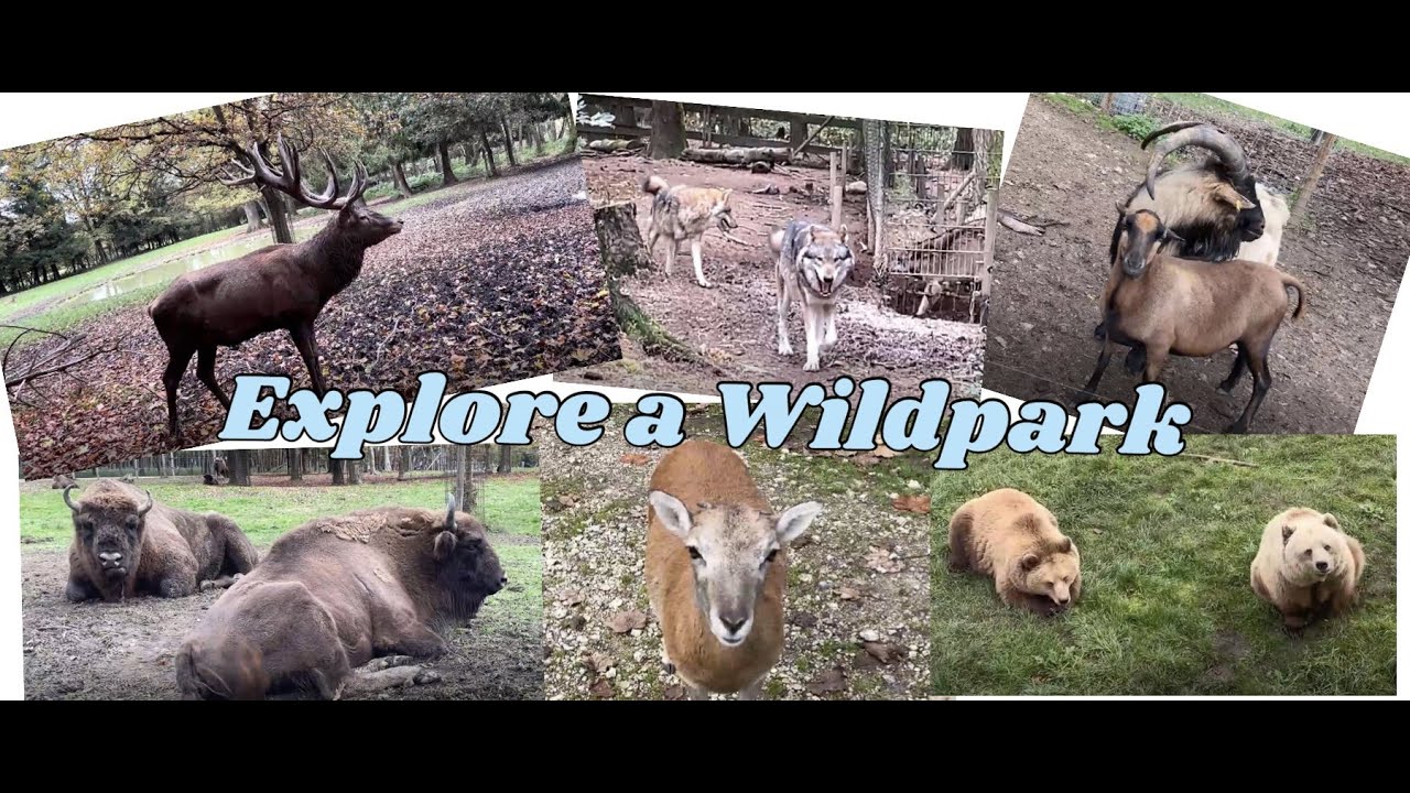 How WILD is a Wildpark? ...decide yourself... - YouTube