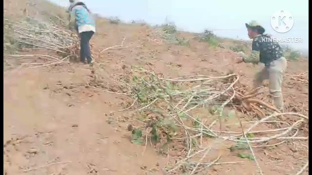 hnub no Mug ua têb lawm og tshav ntuj nrig xwb og officliar - YouTube