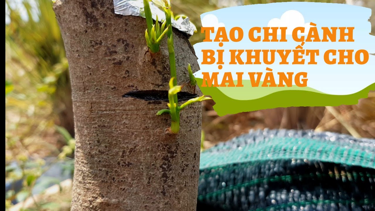 TẠO CHI CÀNH CHO MAI VÀNG ĐÚNG VỊ TRÍ - TẠO CHI THIẾU CHO CÂY MAI - YouTube