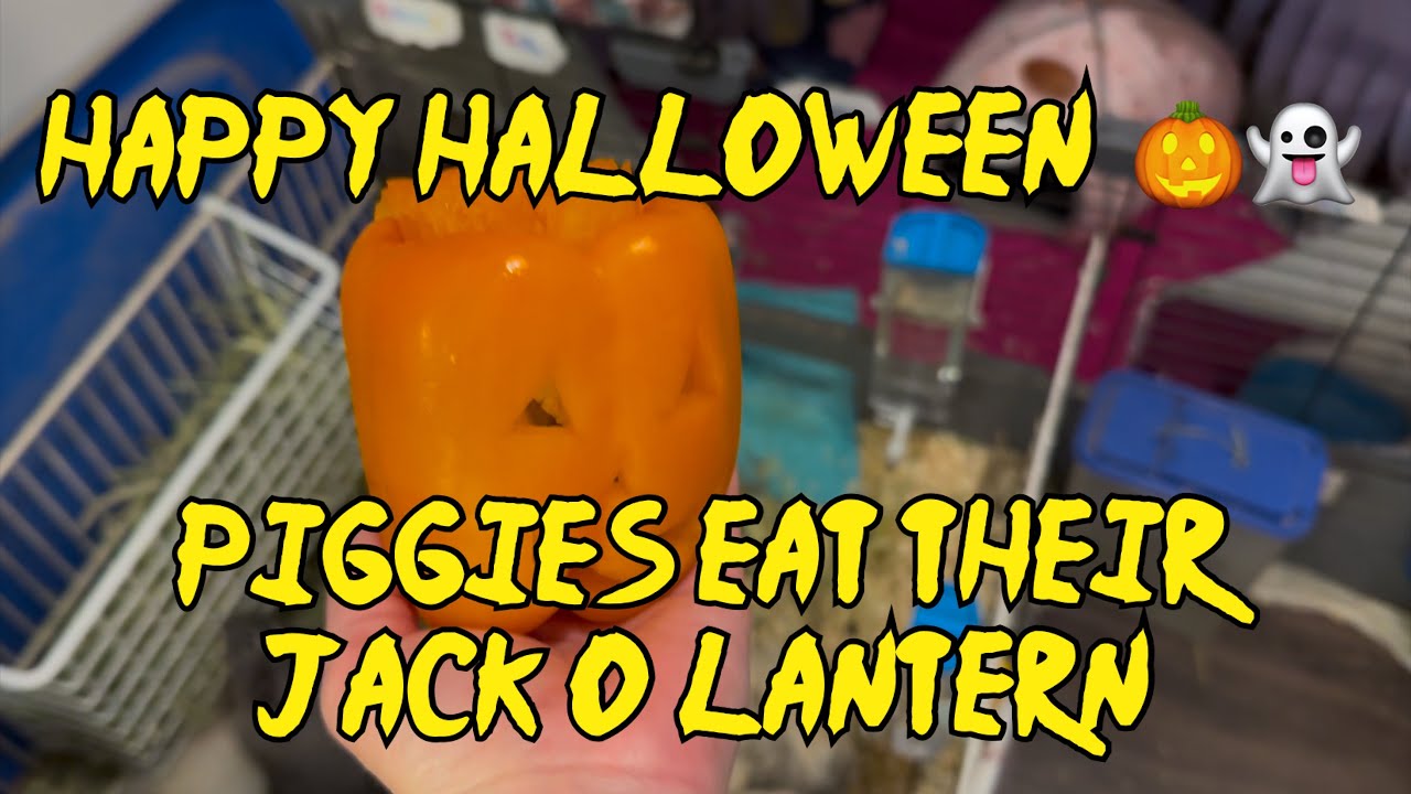 Happy Halloween!!! 🎃👻 (Piggies Eat Their Jack-O-Lantern) - YouTube