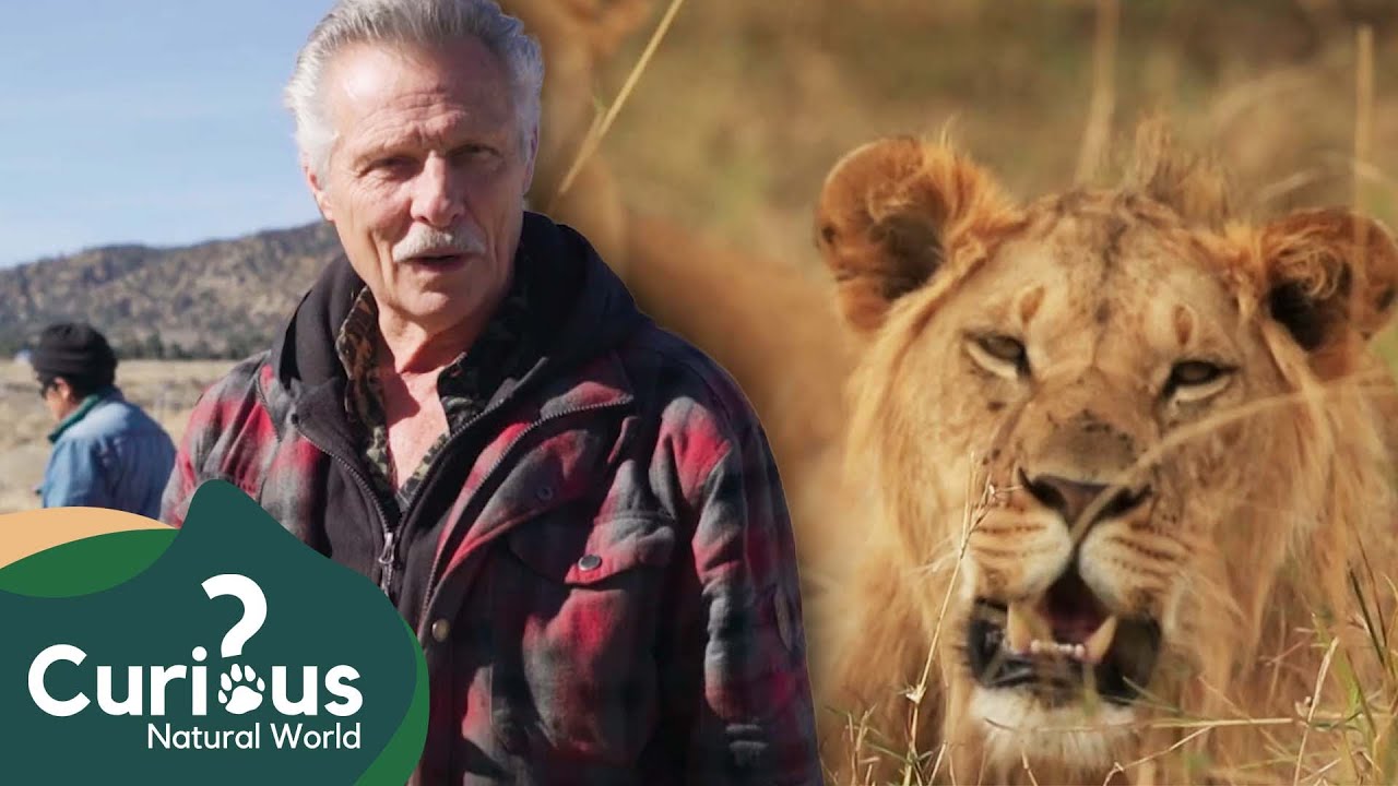 What It's Like Training A 500 Pound Lion | Predator Pets | FULL EPISODE ...