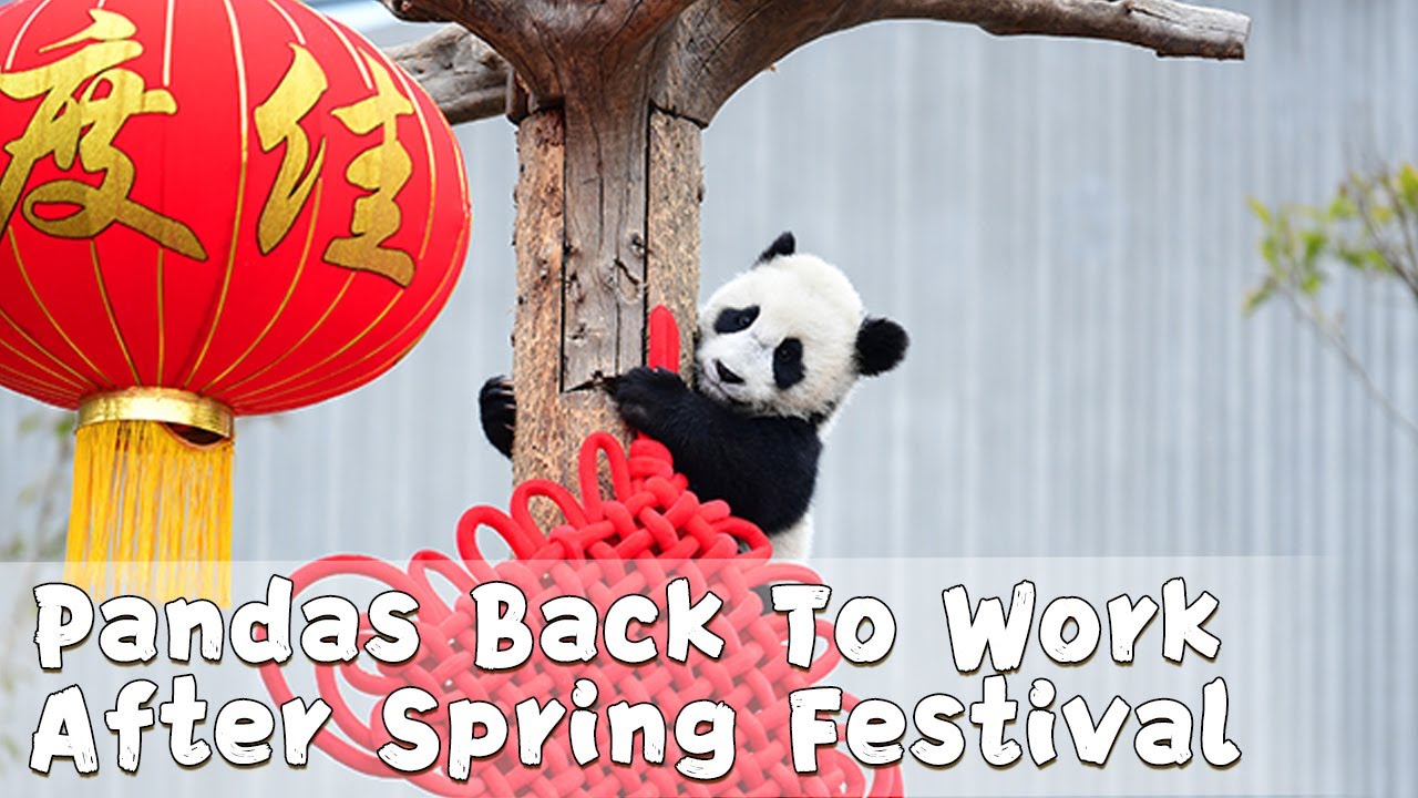 【Super Panda】 Episode 139 | iPanda - YouTube