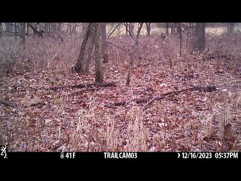 Trail camera footage - YouTube