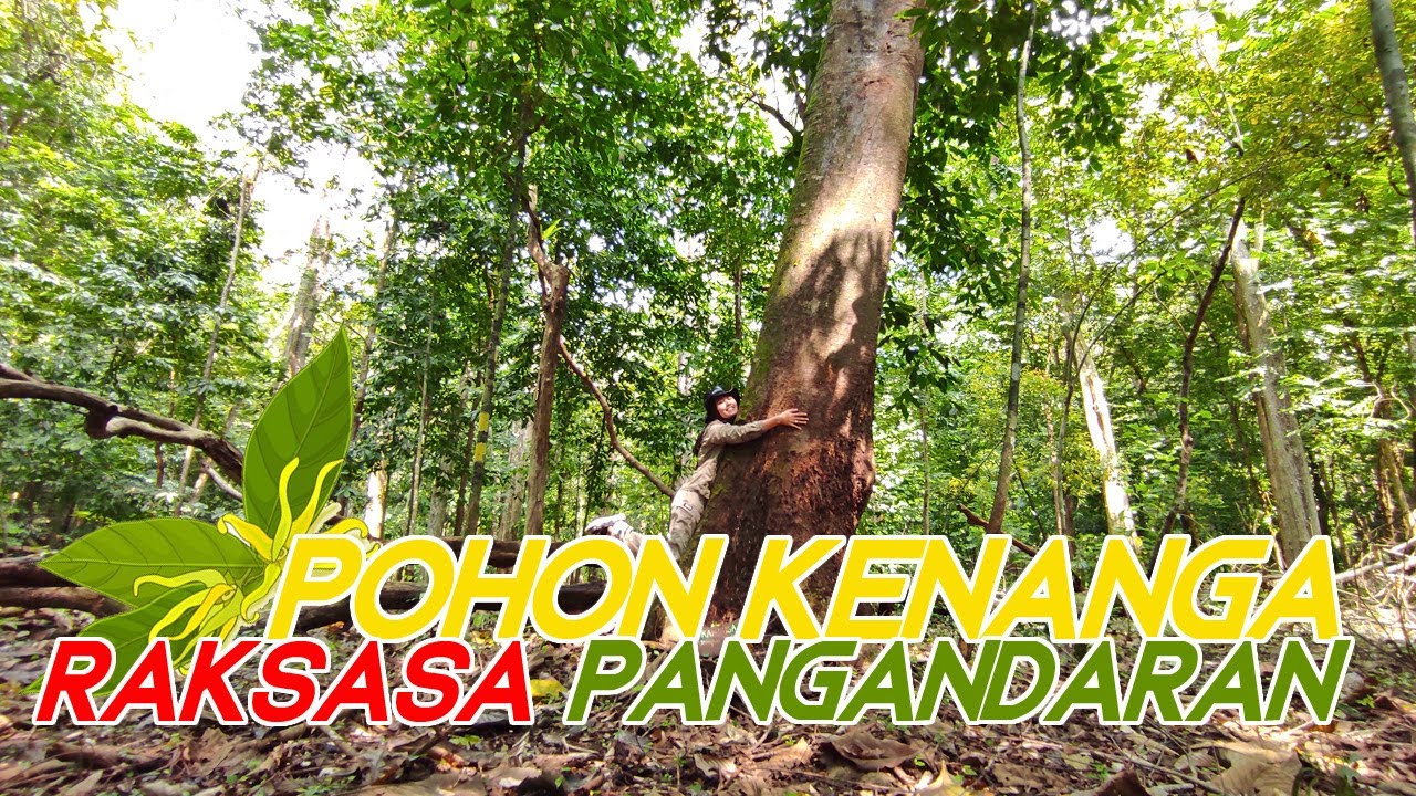 Pohon Kenanga