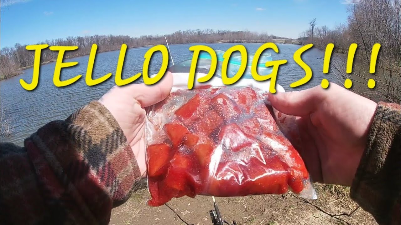 Skunked Series Ep. 4 STRAWBERRY JELLO HOT DOG BAIT!!! - YouTube