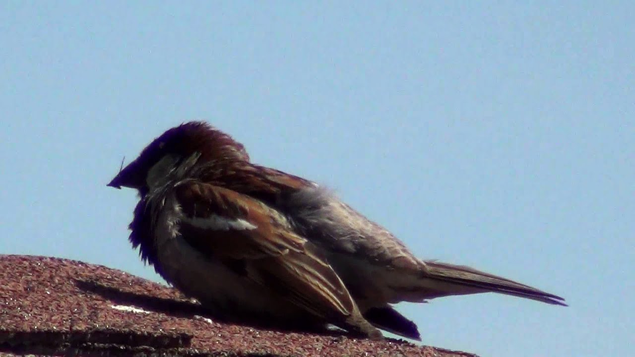 Cute Little Bird Chirping - YouTube