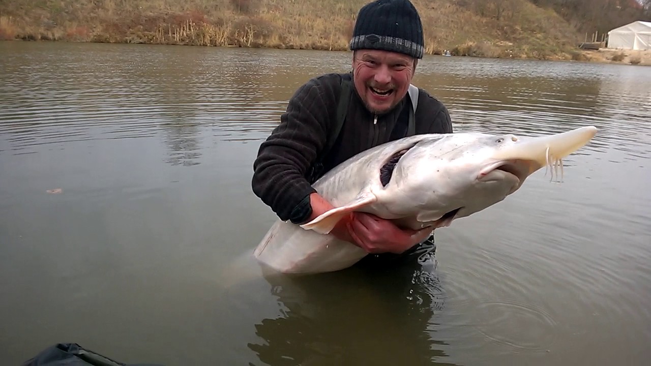 Jeseter, Vyza velká, 190 cm, 42 kg - YouTube