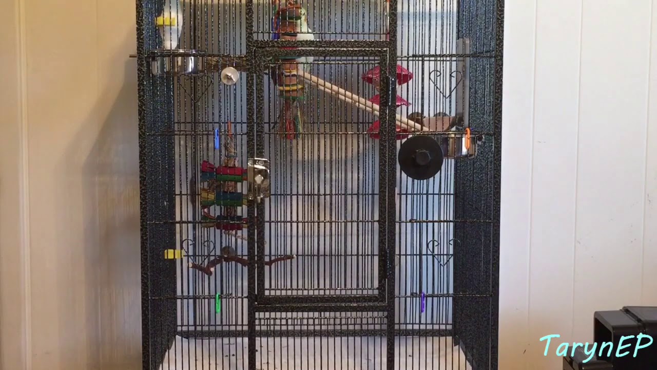 14 Minutes of Cockatiel Talking and Singing | Moon the Cockatiel - YouTube