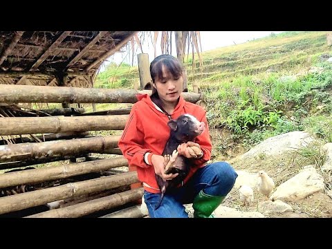 Complete the pig pen and catch piglets to raise. - YouTube