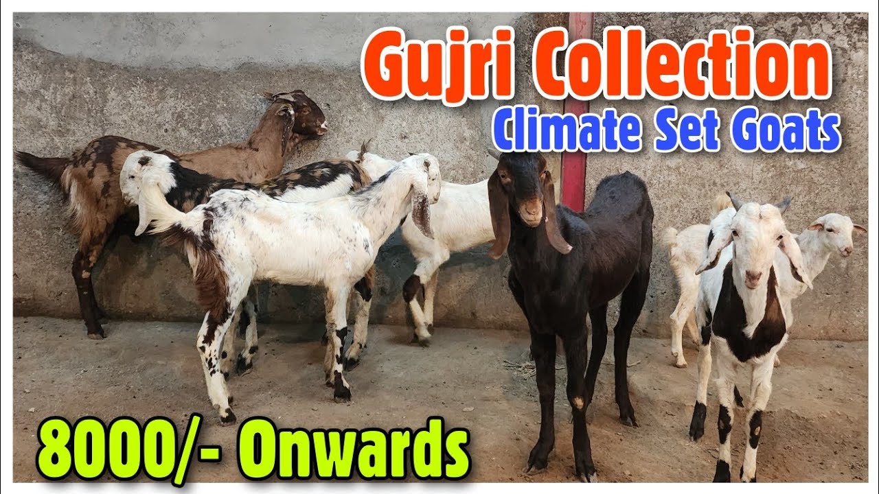 8000/- Onwards Climate Set Gosts At AZ GOAT FARM | Gujri Goat ...
