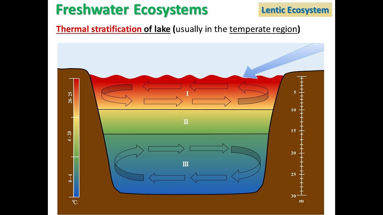 Freshwater Ecosystems - Thermal Stratification, Lotic Ecosystem - YouTube