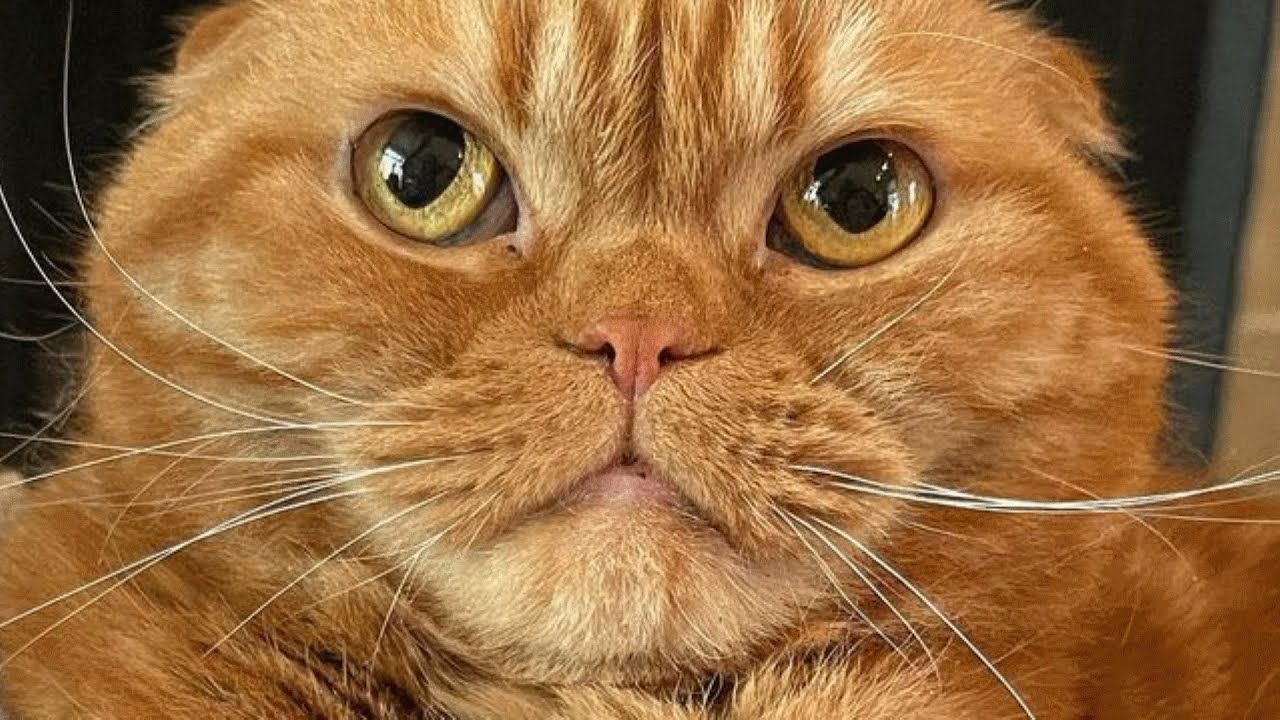 Cat looks unimpressed with humanity. But loves mice. - YouTube