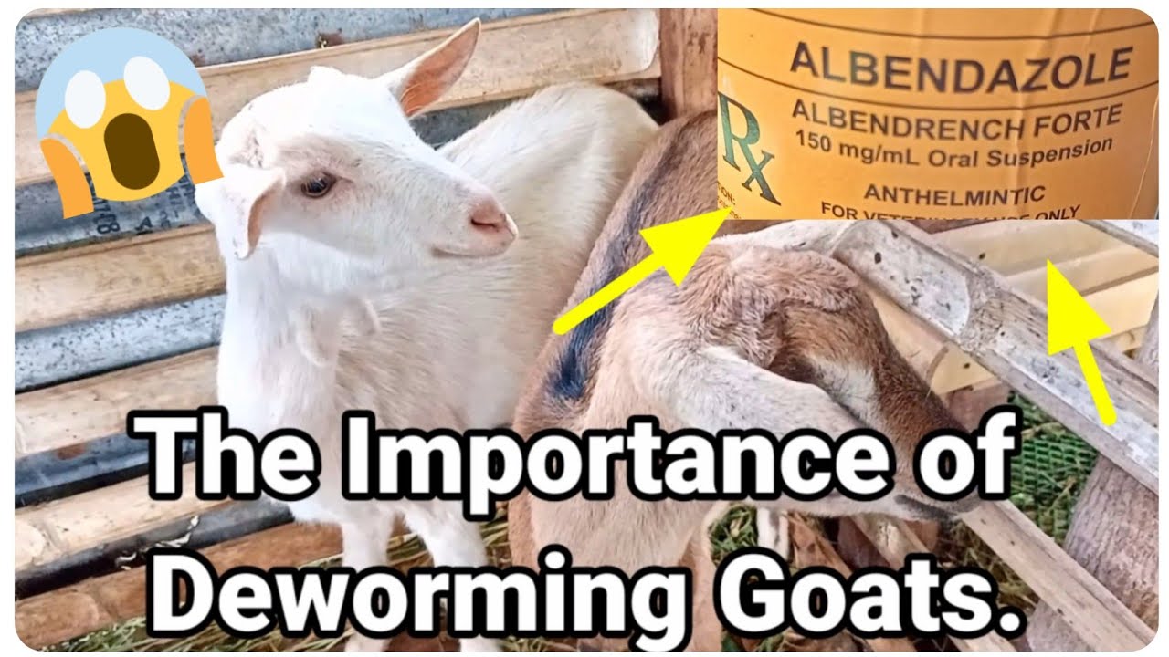 『The Importance of Deworming Our Goats』〘Kailangan pala talaga?〙 - YouTube