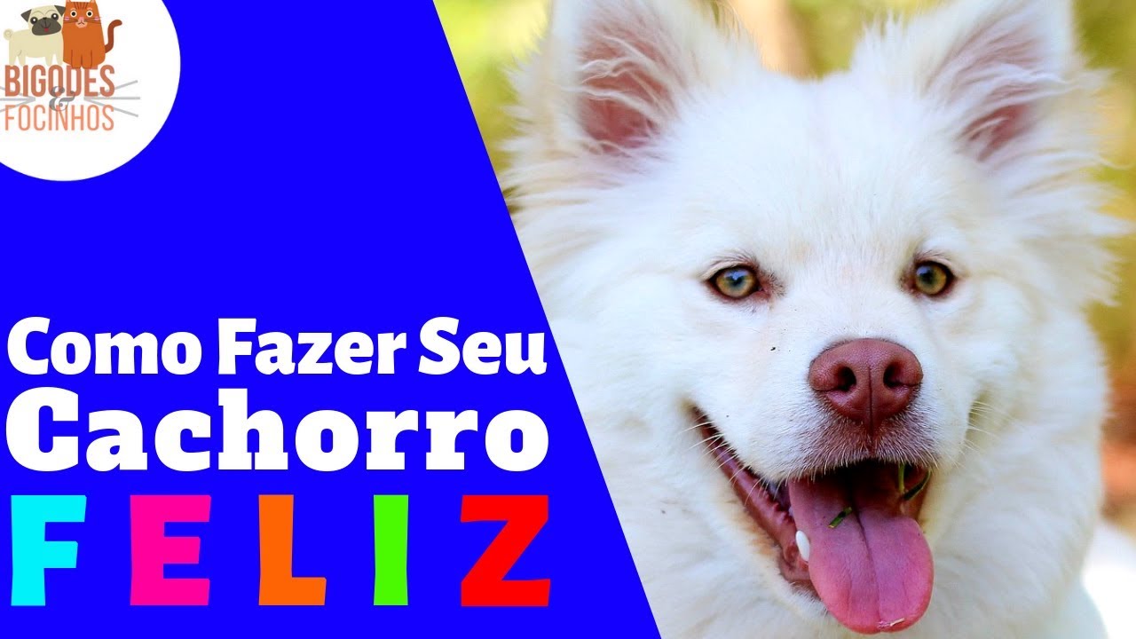 Dicas Para seu Cão Feliz - YouTube