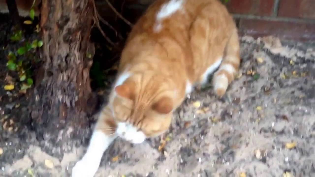 Very Funny Cats - Cat And Sand !!! - YouTube