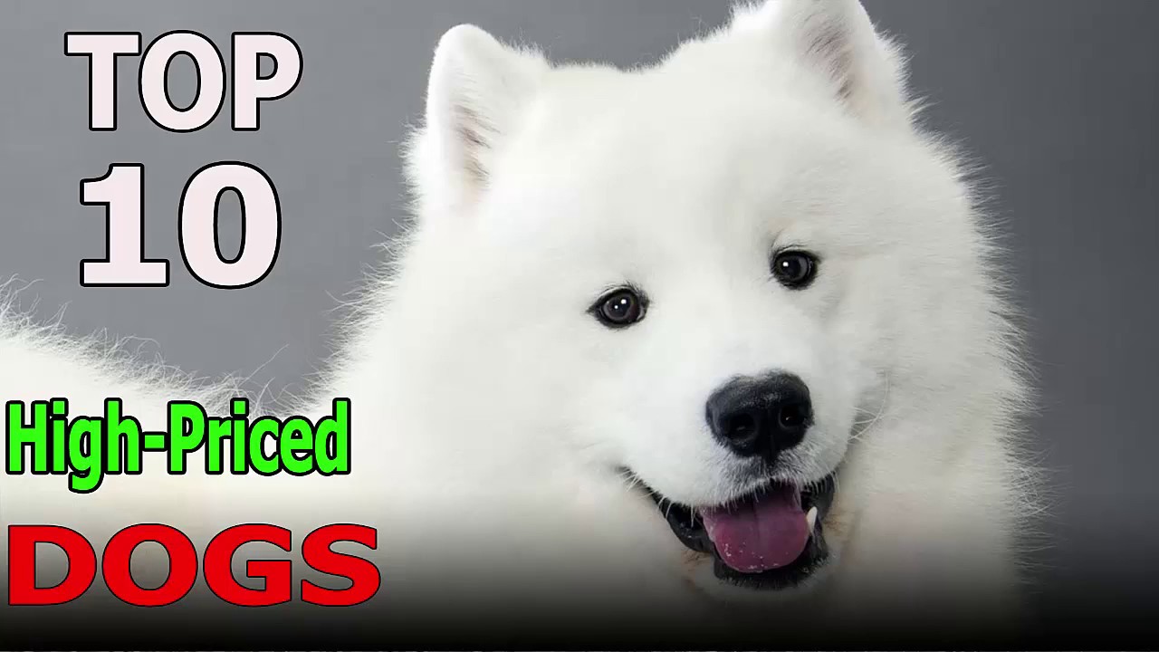 Top 10 Most High-Priced Dog Breeds in the World | Top 10 animals - YouTube