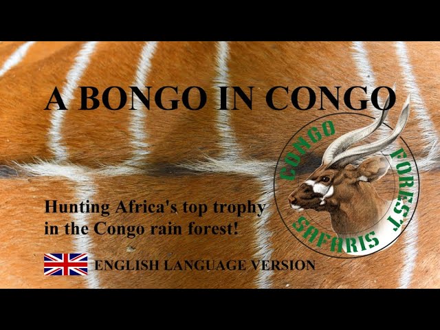 Bongo Hunting