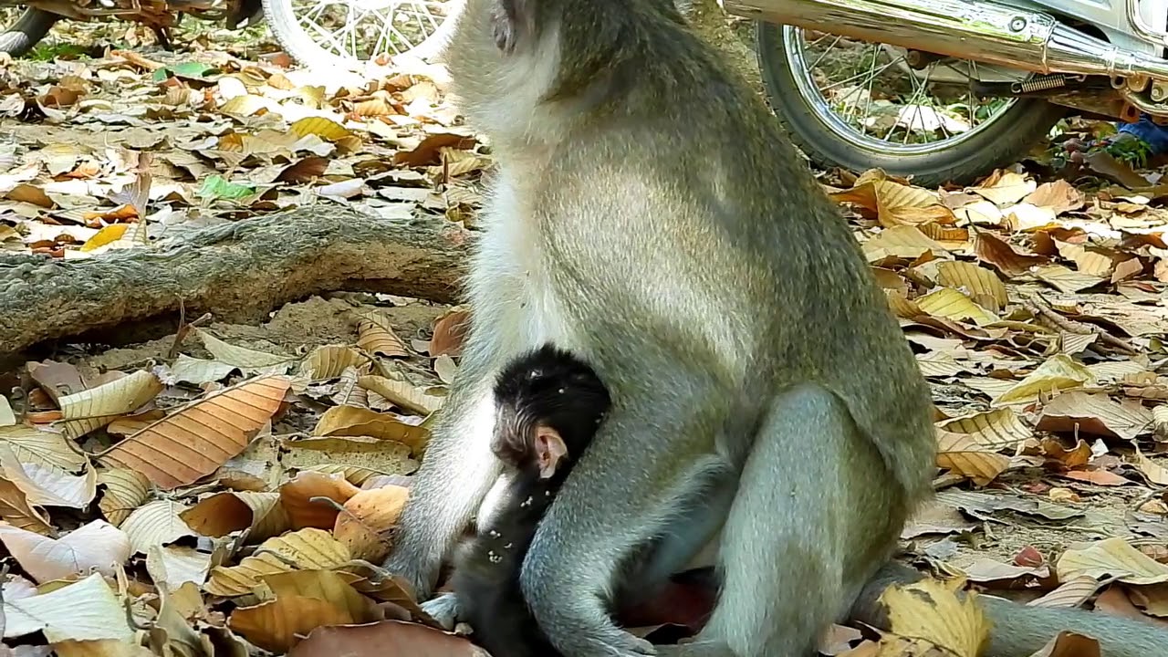 Monkey Violet And Her Baby Monkey Vikki - YouTube