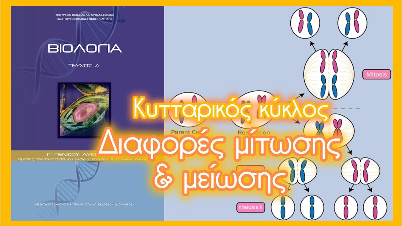 Διαφορές μίτωσης-μείωσης • Κυτταρικός κύκλος • Κεφ. 4.4 - YouTube