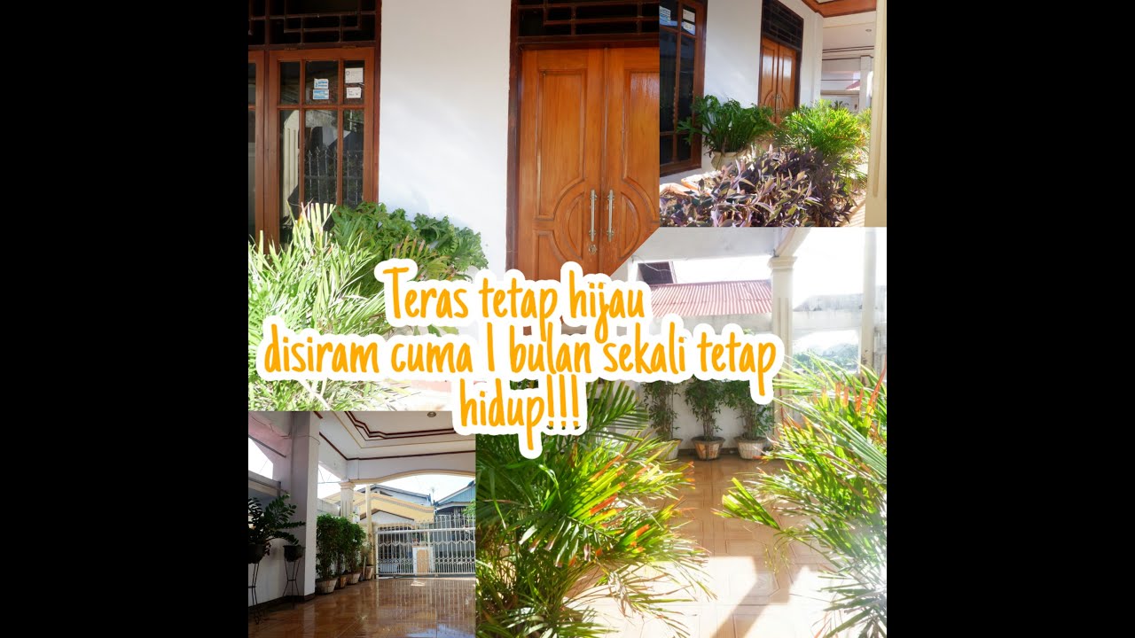 Tanaman Hias AWET dan cocok untuk Teras, WAJIB PUNYA! - YouTube