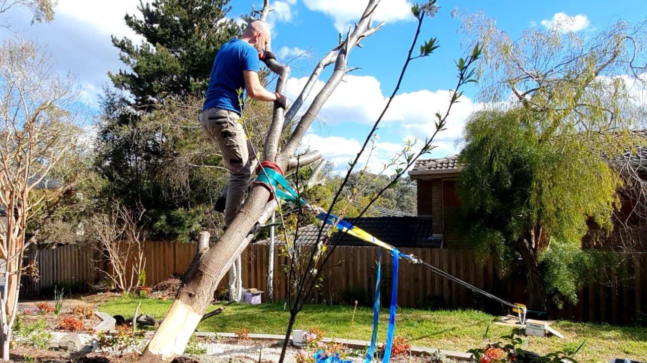 Pulling out a tree with a chain block - YouTube