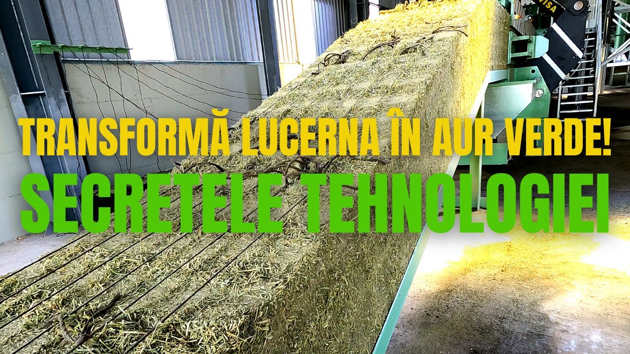 Transformă lucerna în aur verde! Secretele tehnologiei / România văzută ...