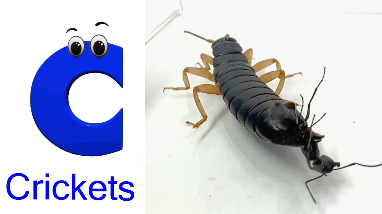Insects & Bugs ABC Song for Kids | Alphabet Letters | Phonics for Kids ...