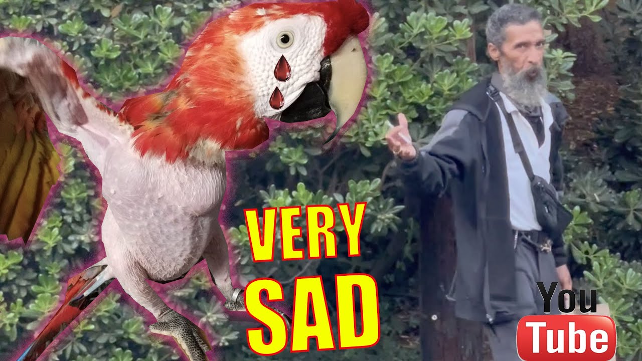PARROT STARTS PLUCKING BECAUSE HIS OWNER LEFT HIM – Grieving parrot ...