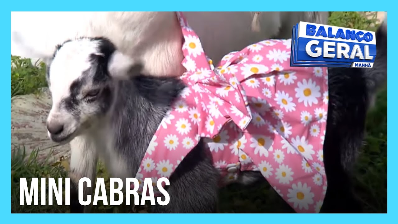 Mini cabras são ótimas companheiras que exigem cuidados especiais - YouTube