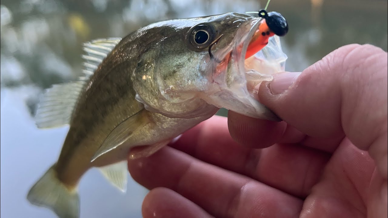 Small Lures Small Fish Creek fishing - YouTube